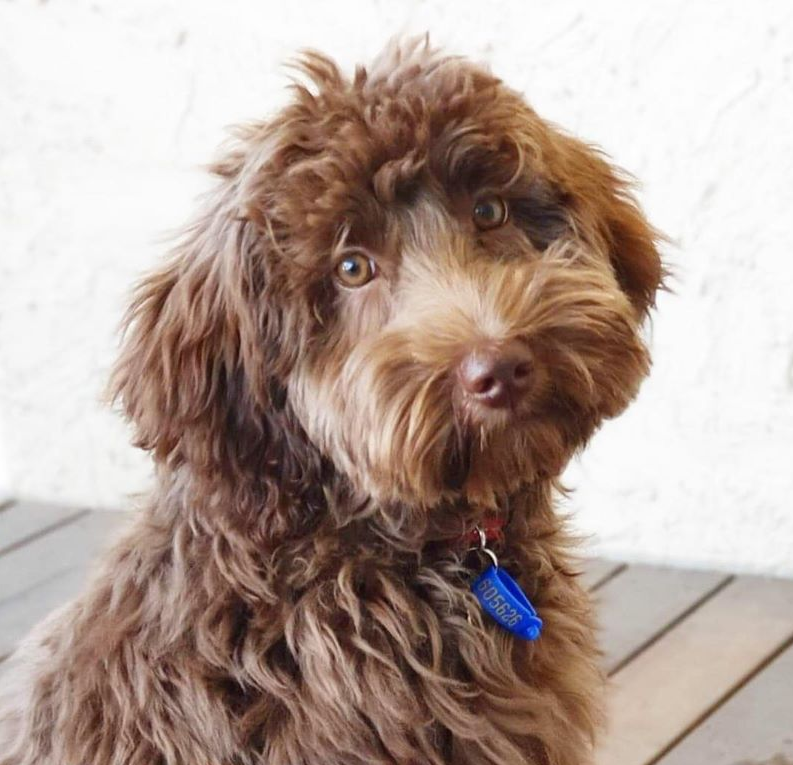 Educational Support Dog